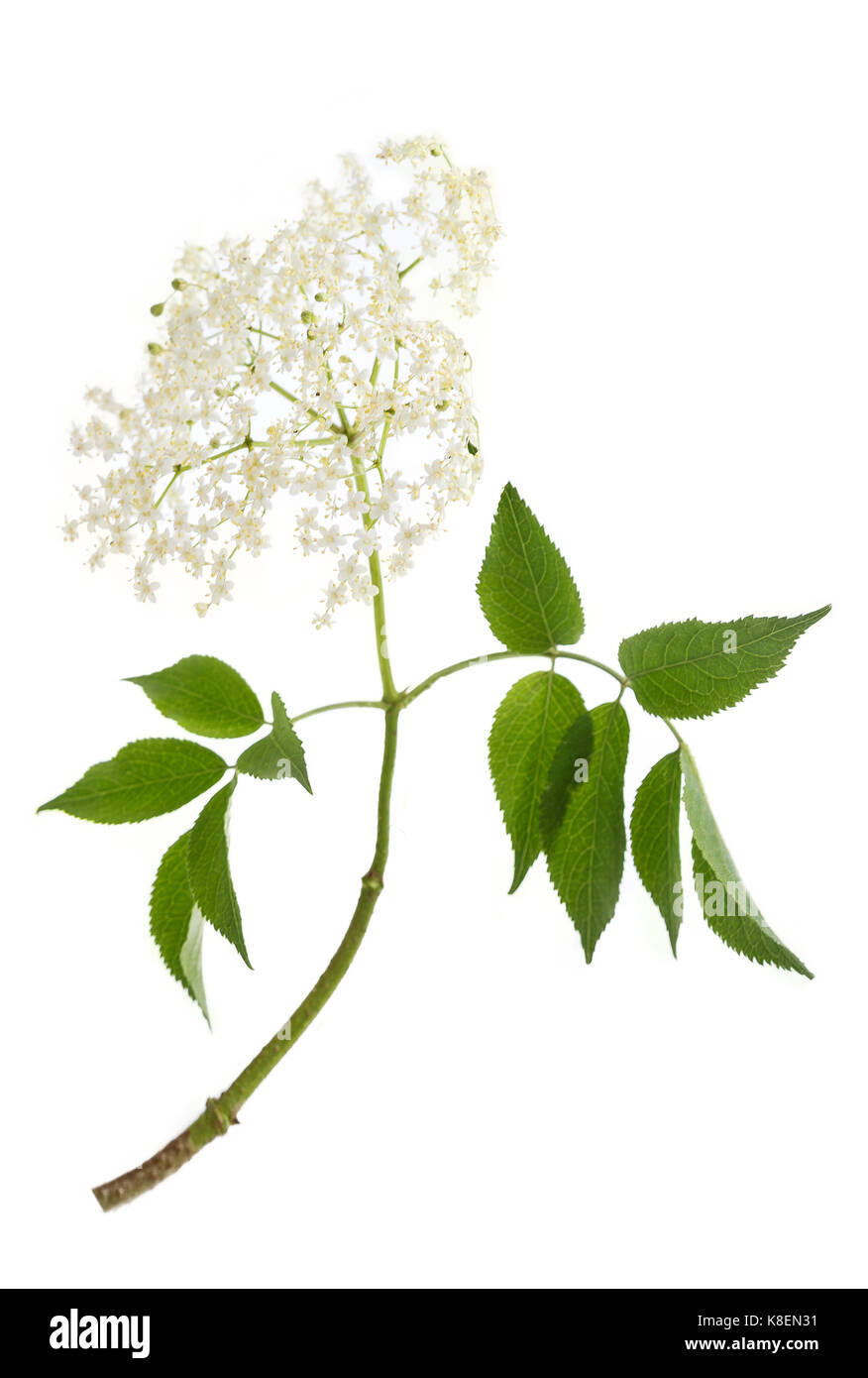 Medical elder Cut Out Stock Images & Pictures - Alamy