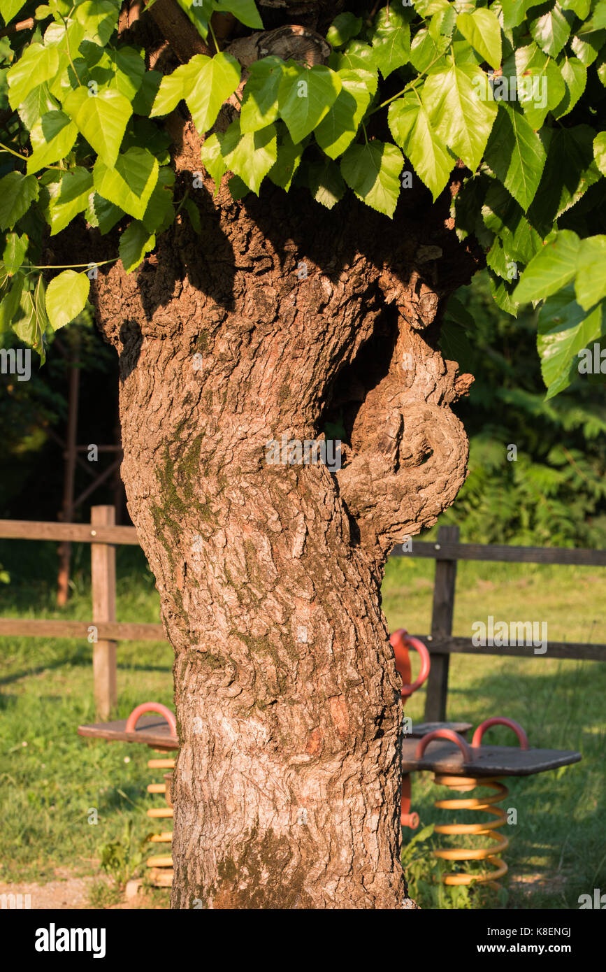 Old black mulberry tree hi-res stock photography and images - Alamy