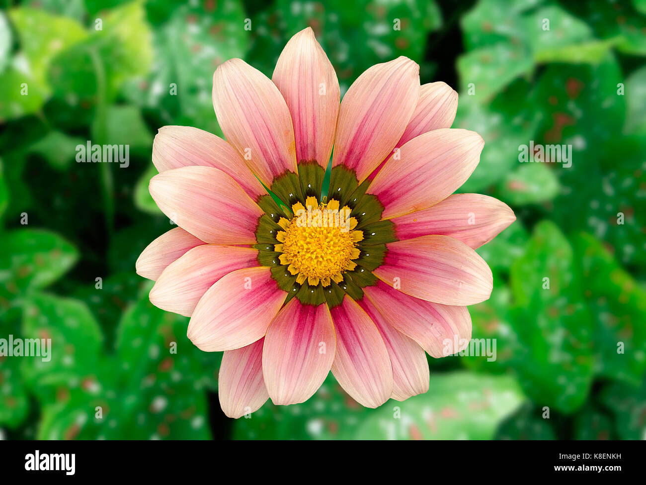 Beautiful Flower on Natural background Stock Photo - Alamy
