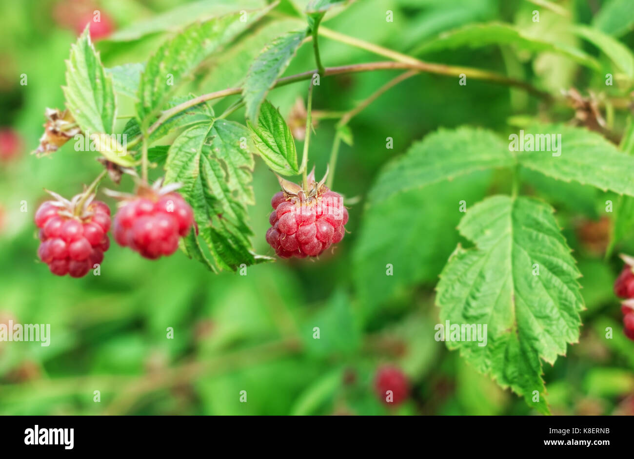 The berries are ripe hi-res stock photography and images - Alamy