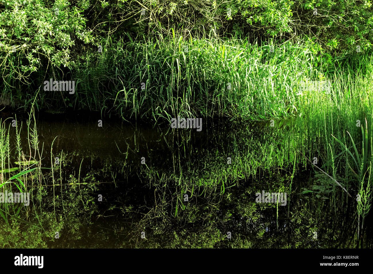 Lush grass hi-res stock photography and images - Alamy