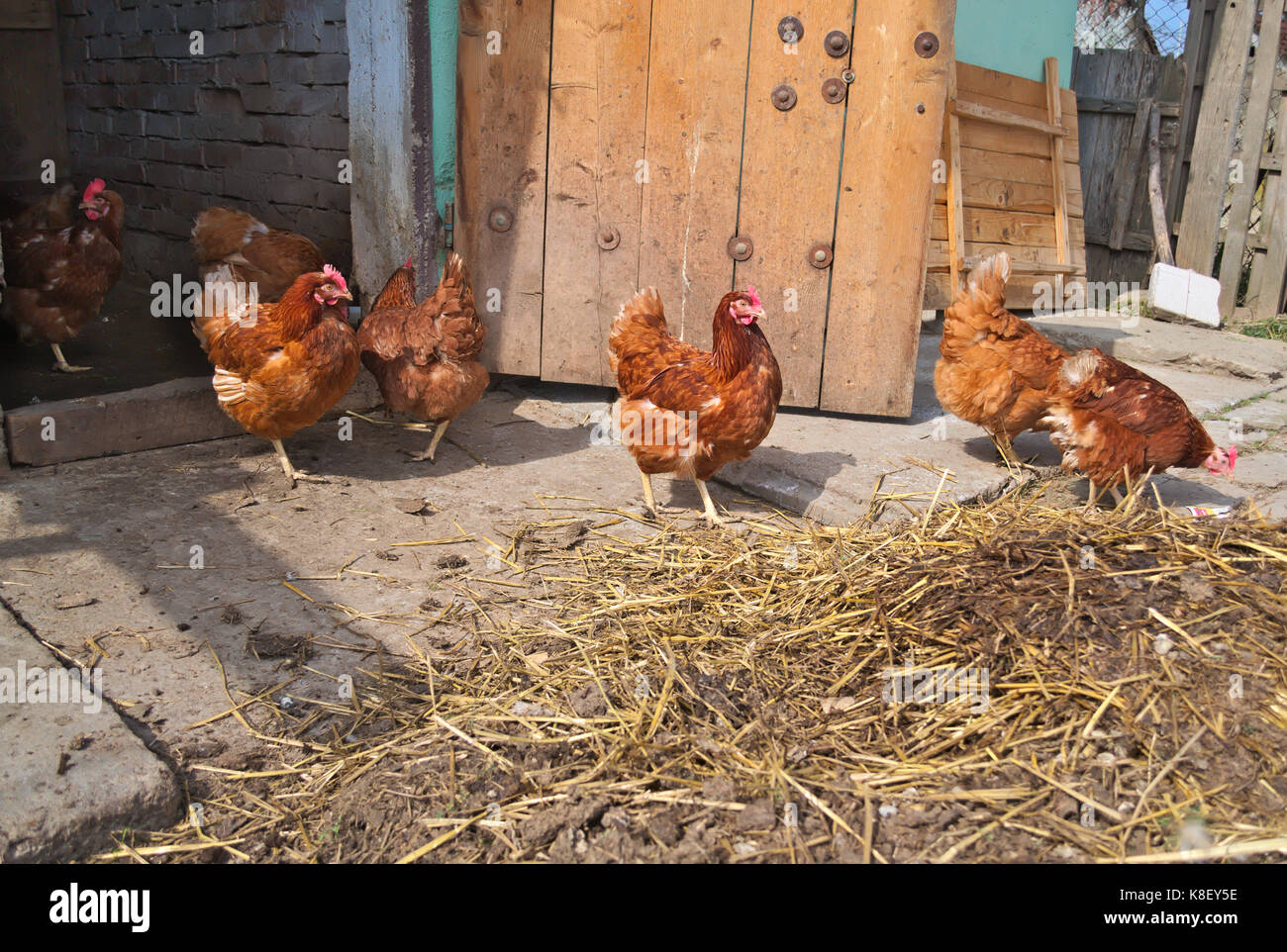 Ginger chickens having fun Stock Photo - Alamy