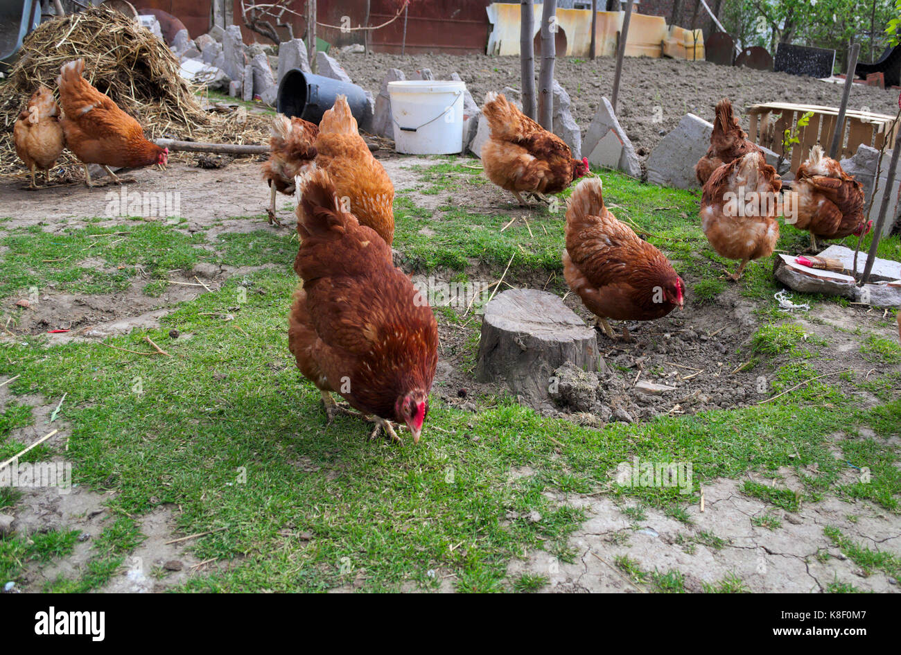 Ginger chickens having fun Stock Photo - Alamy