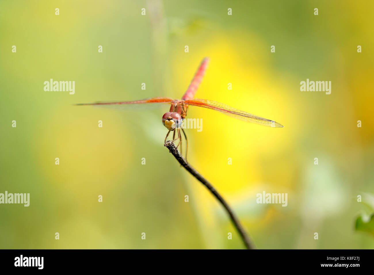 dragon fly, dragon fly close-up Stock Photo - Alamy
