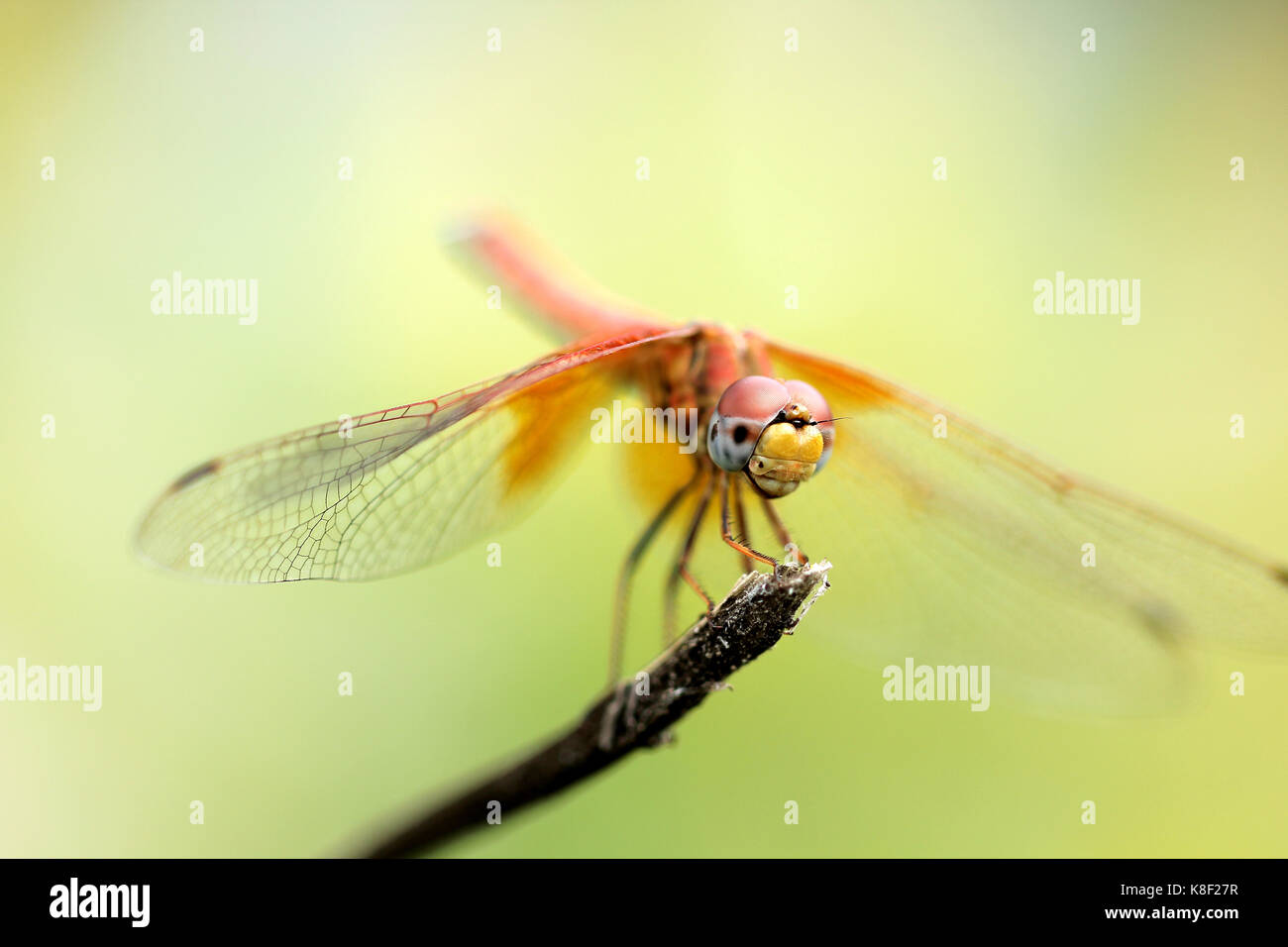 dragon fly, dragon fly close-up Stock Photo - Alamy
