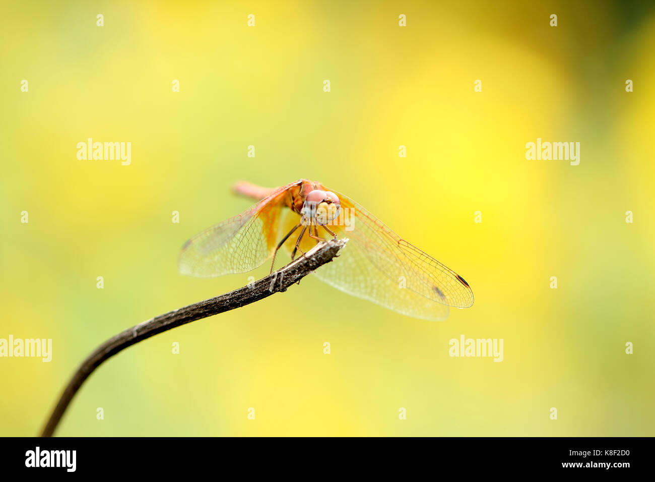 dragon fly, dragon fly close-up Stock Photo - Alamy