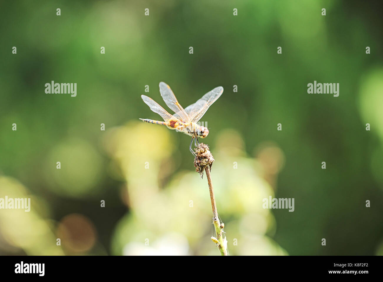 dragon fly, dragon fly close-up Stock Photo - Alamy