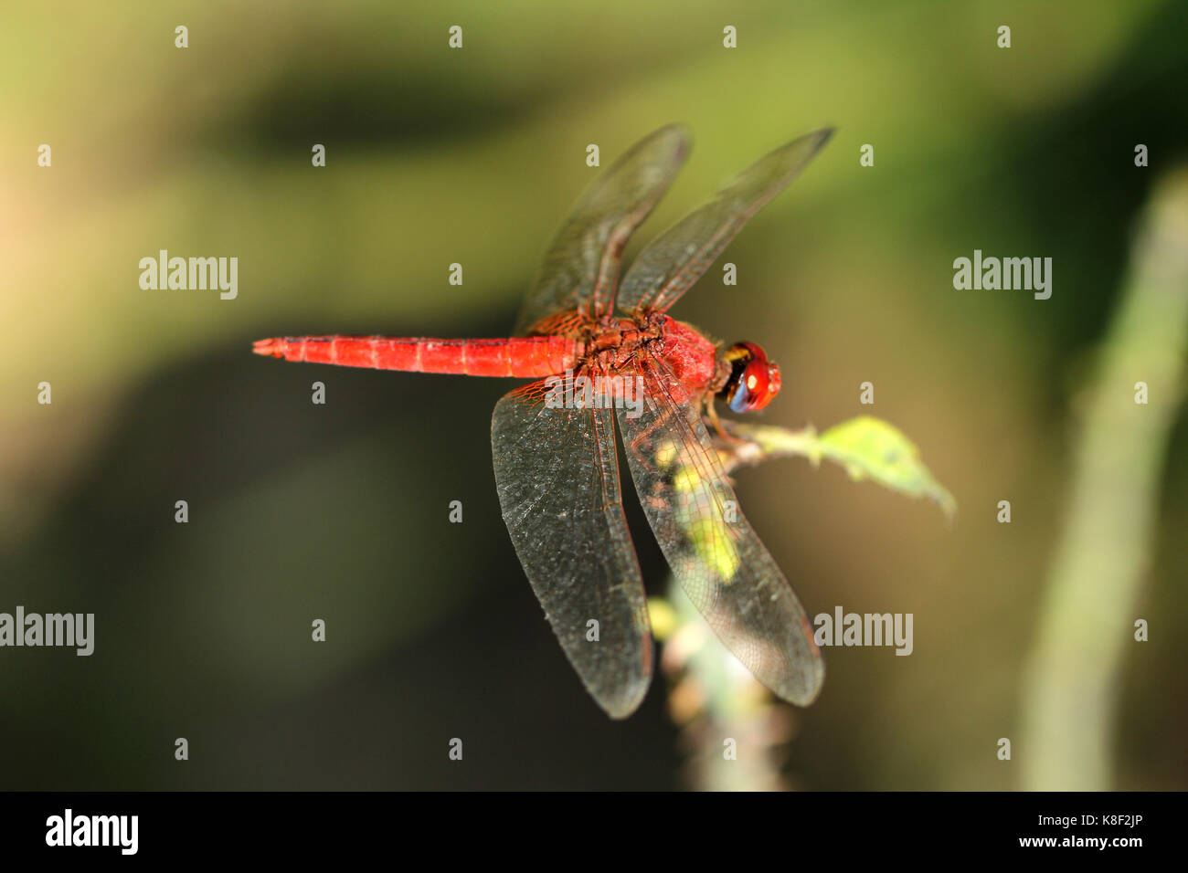 dragon fly, dragon fly close-up Stock Photo - Alamy