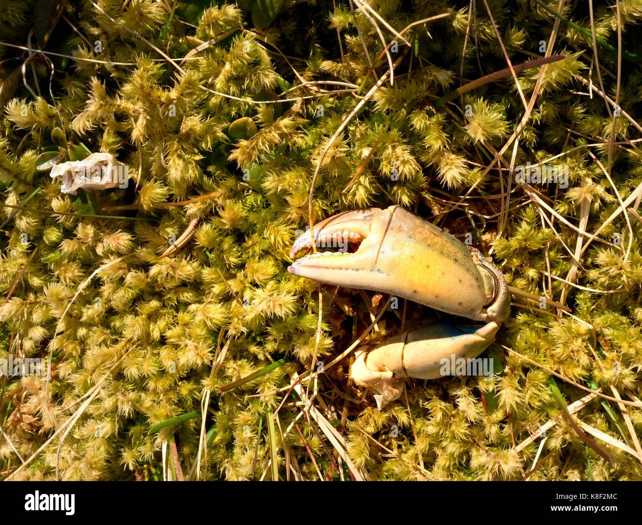 Claw of crab. Broken and dry claw isolated on mossy stone. Place where ...