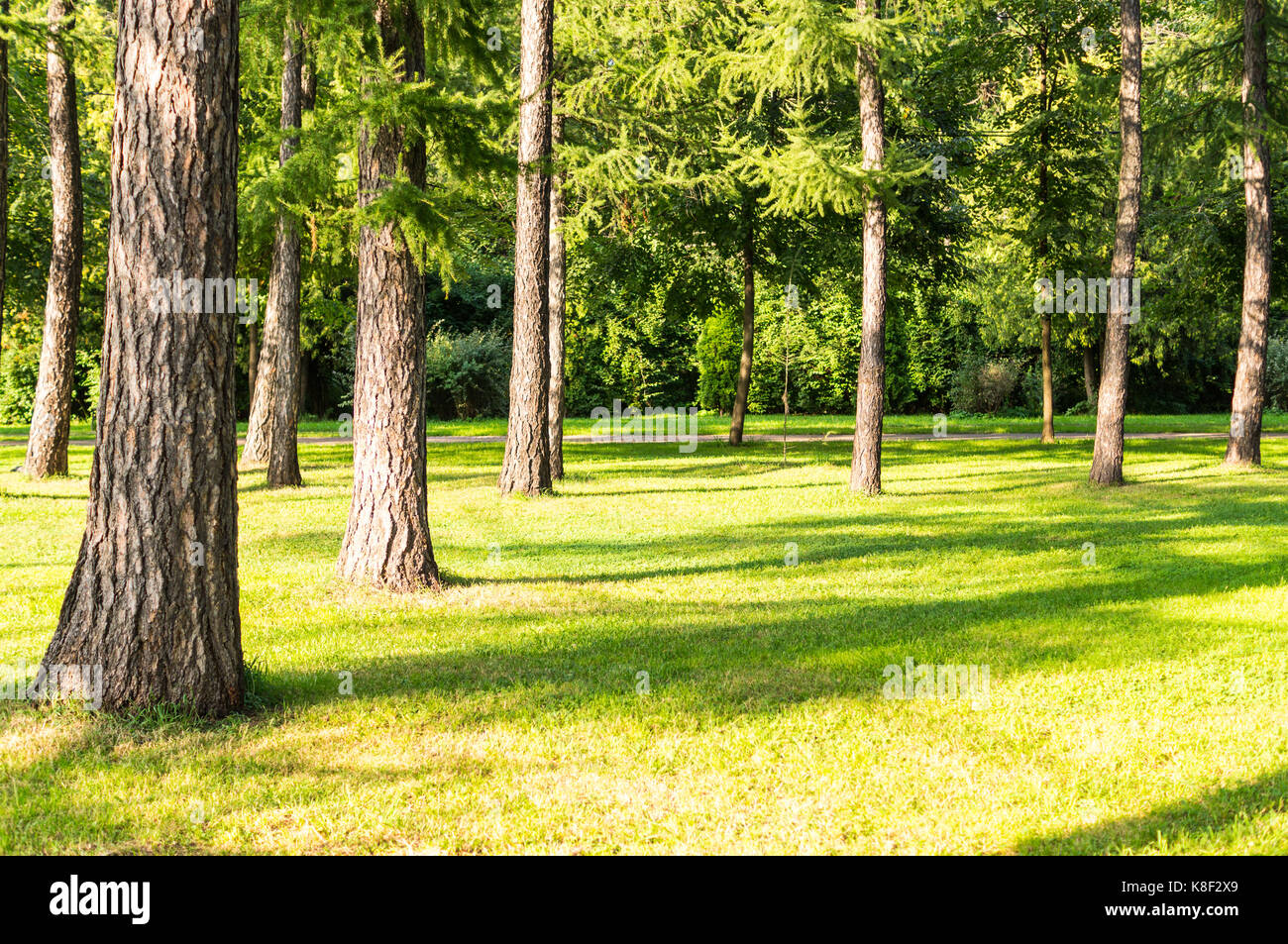pine trees in the park at evening. background, nature Stock Photo - Alamy