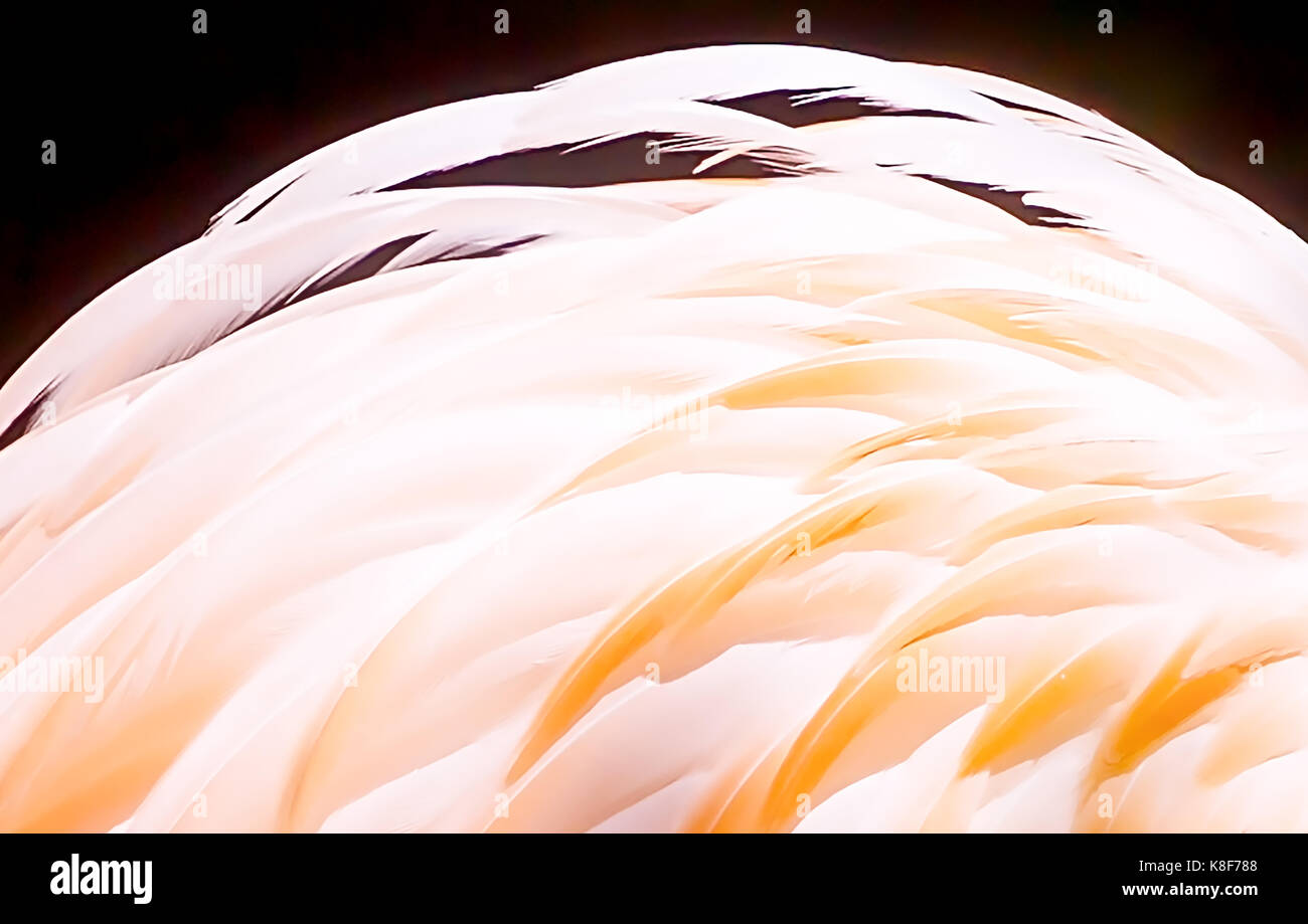 Bird Feathers collage. Photos with graphic effect Stock Photo - Alamy