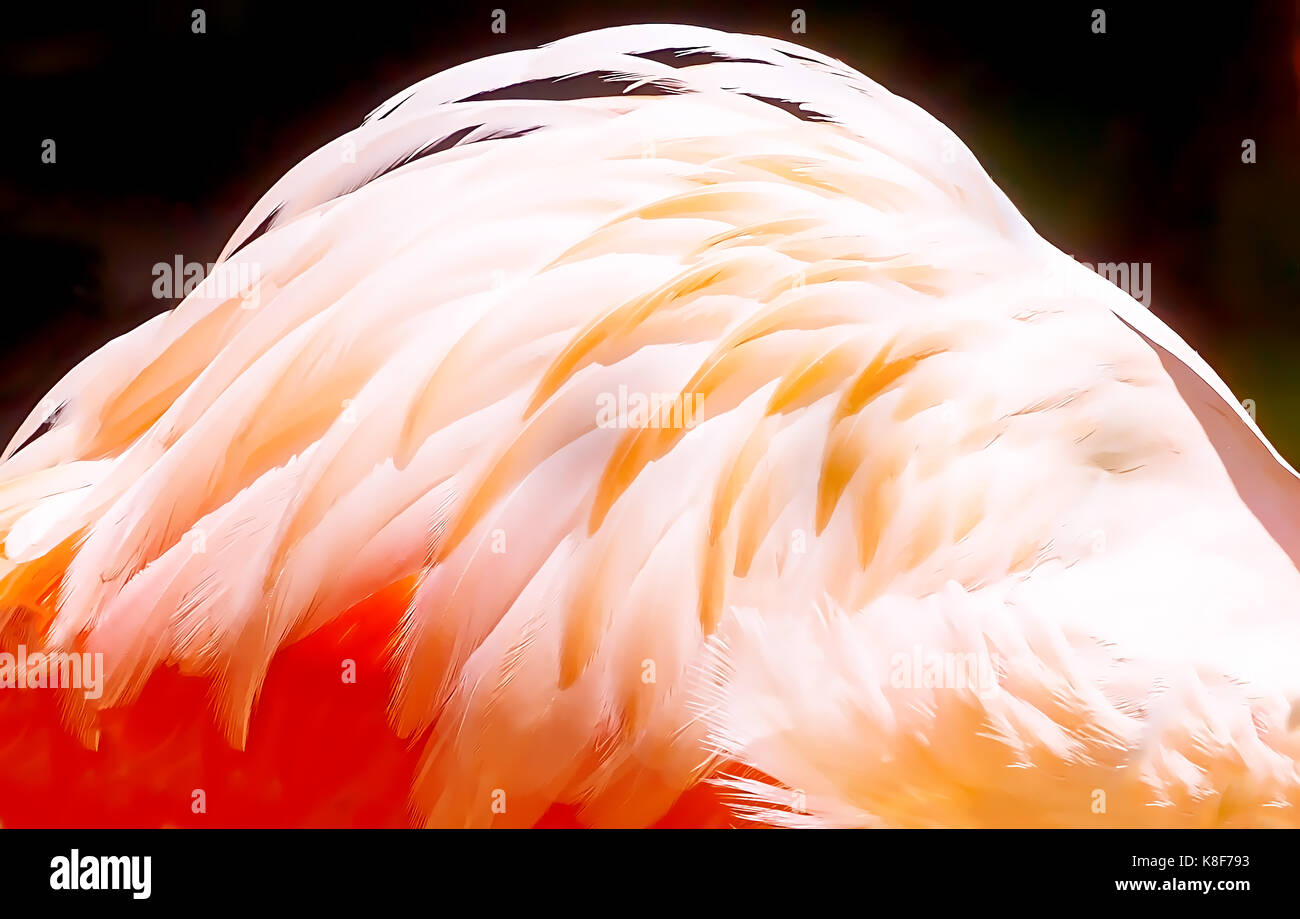 Bird Feathers collage. Photos with graphic effect Stock Photo - Alamy