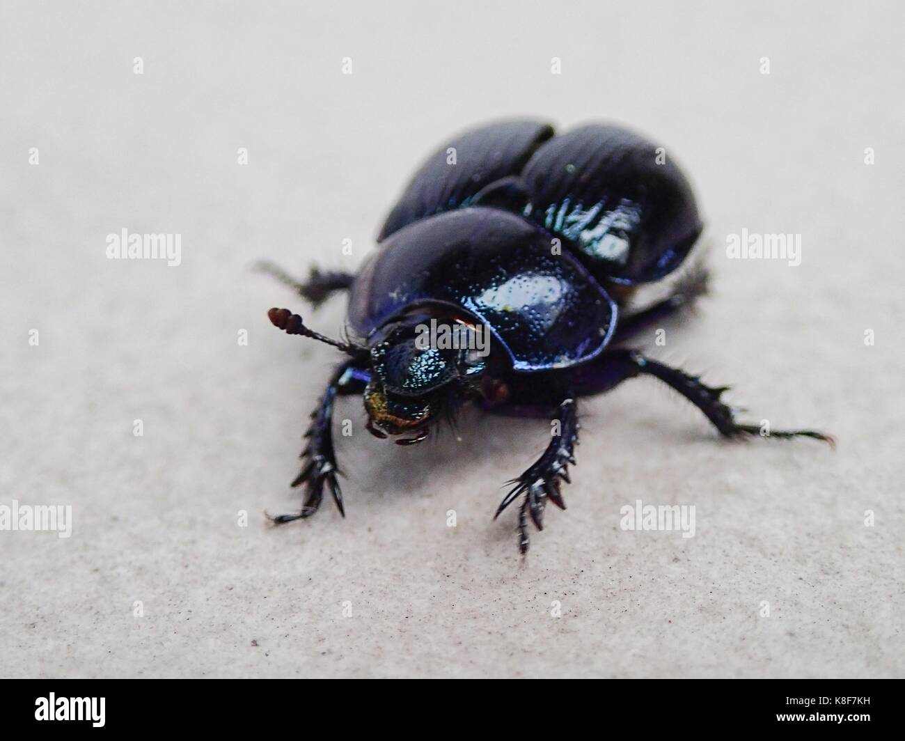 Dor Beetle High Resolution Stock Photography and Images - Alamy