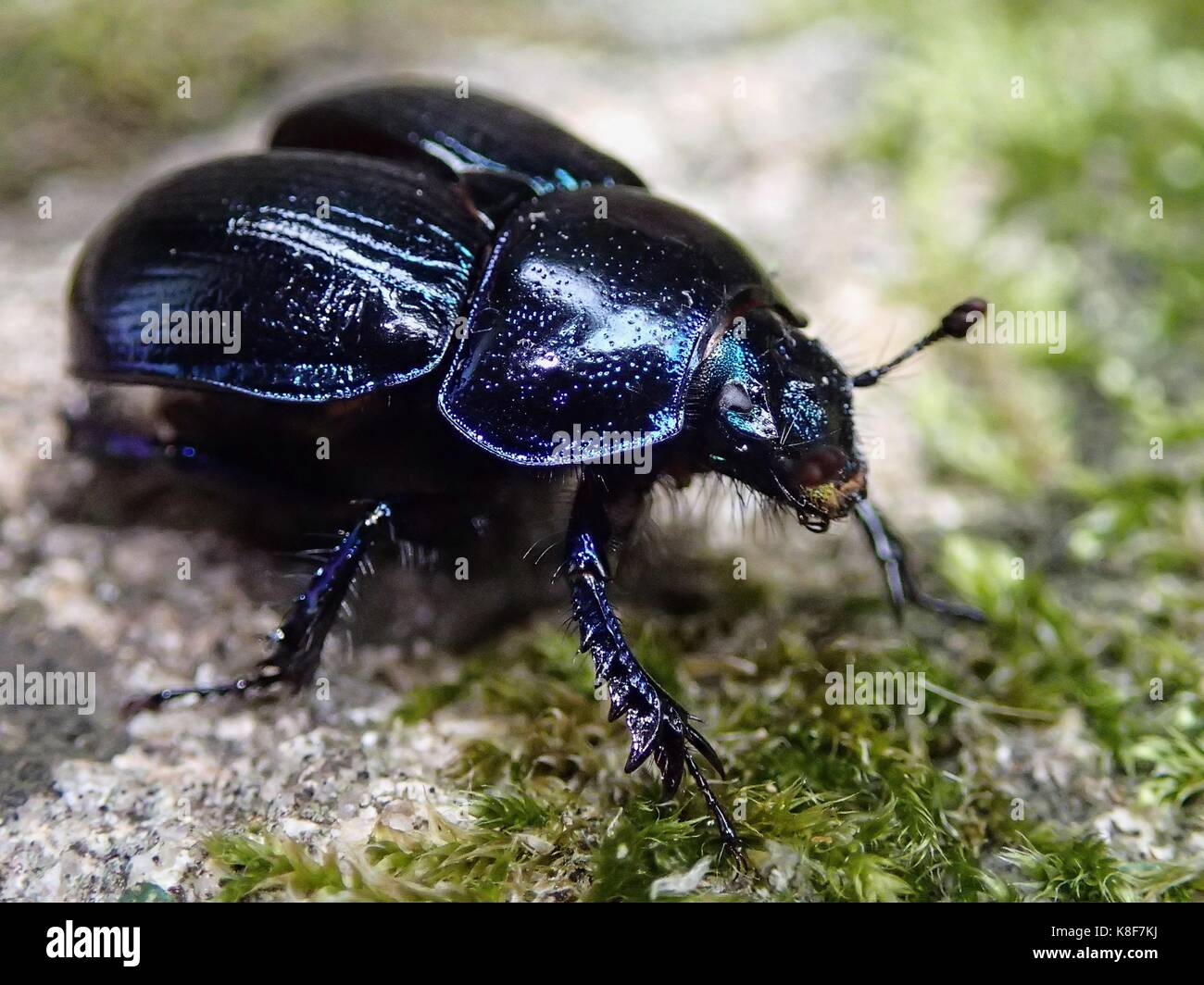 Stercorosus High Resolution Stock Photography and Images - Alamy