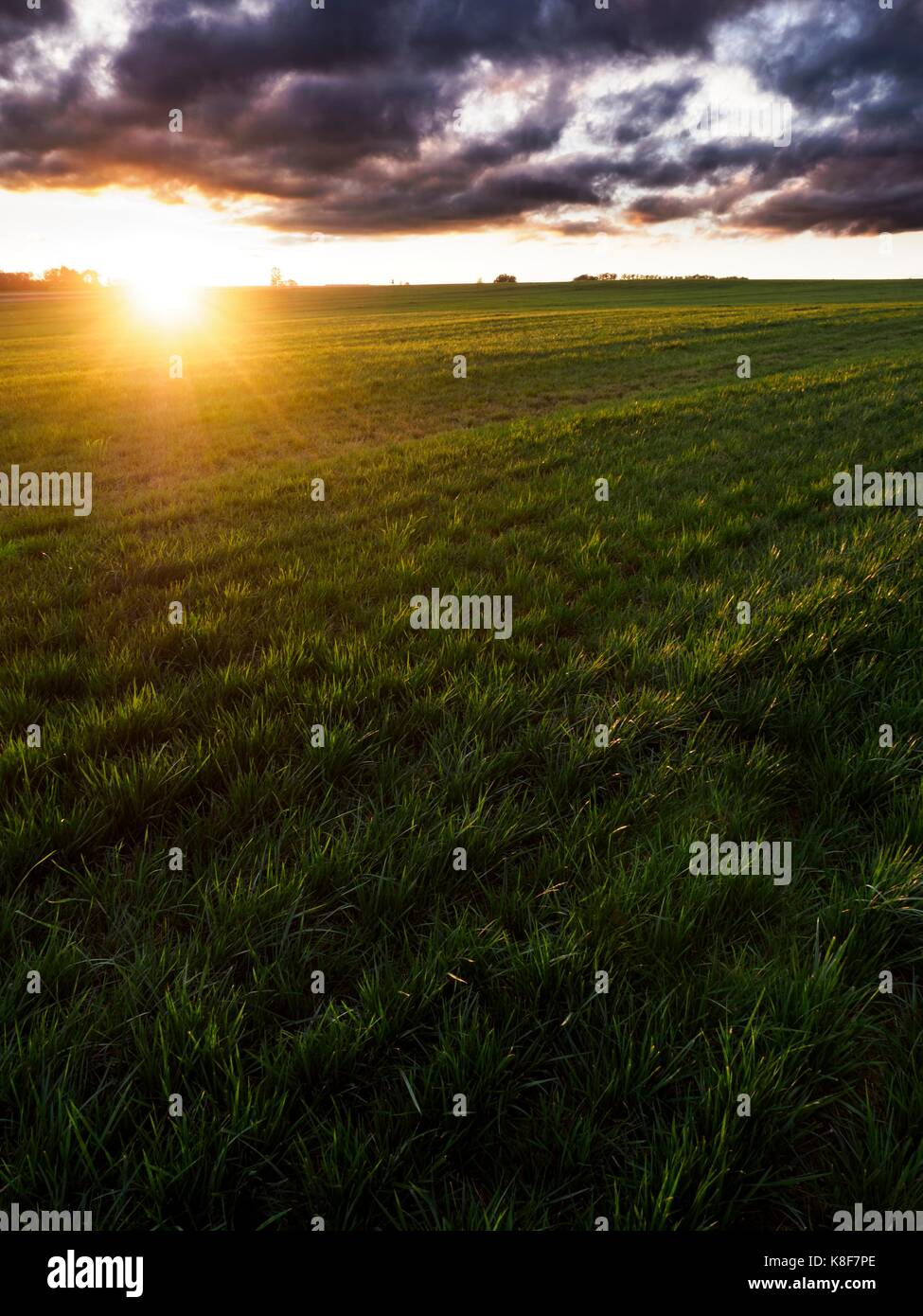Landscape, sun, tree, meadow, cloud Stock Photo - Alamy