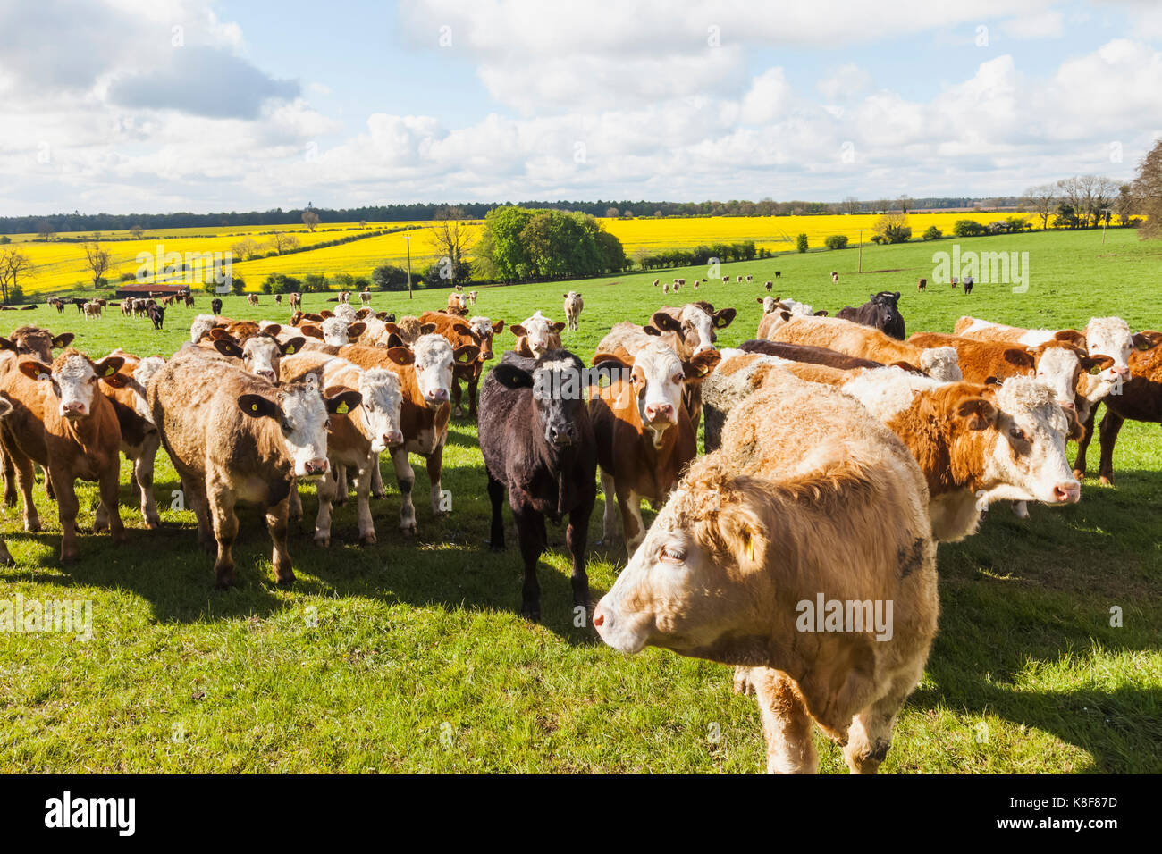England, Cotswolds, Worcestershire, Cows in Field near Broadway Stock ...