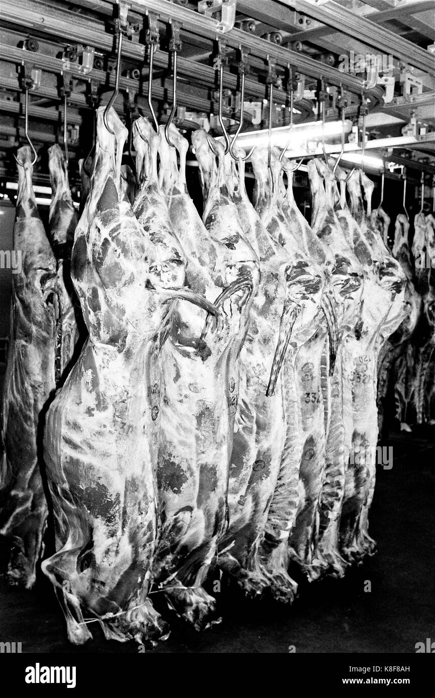 Slaughterhouse Black and White Stock Photos & Images - Alamy