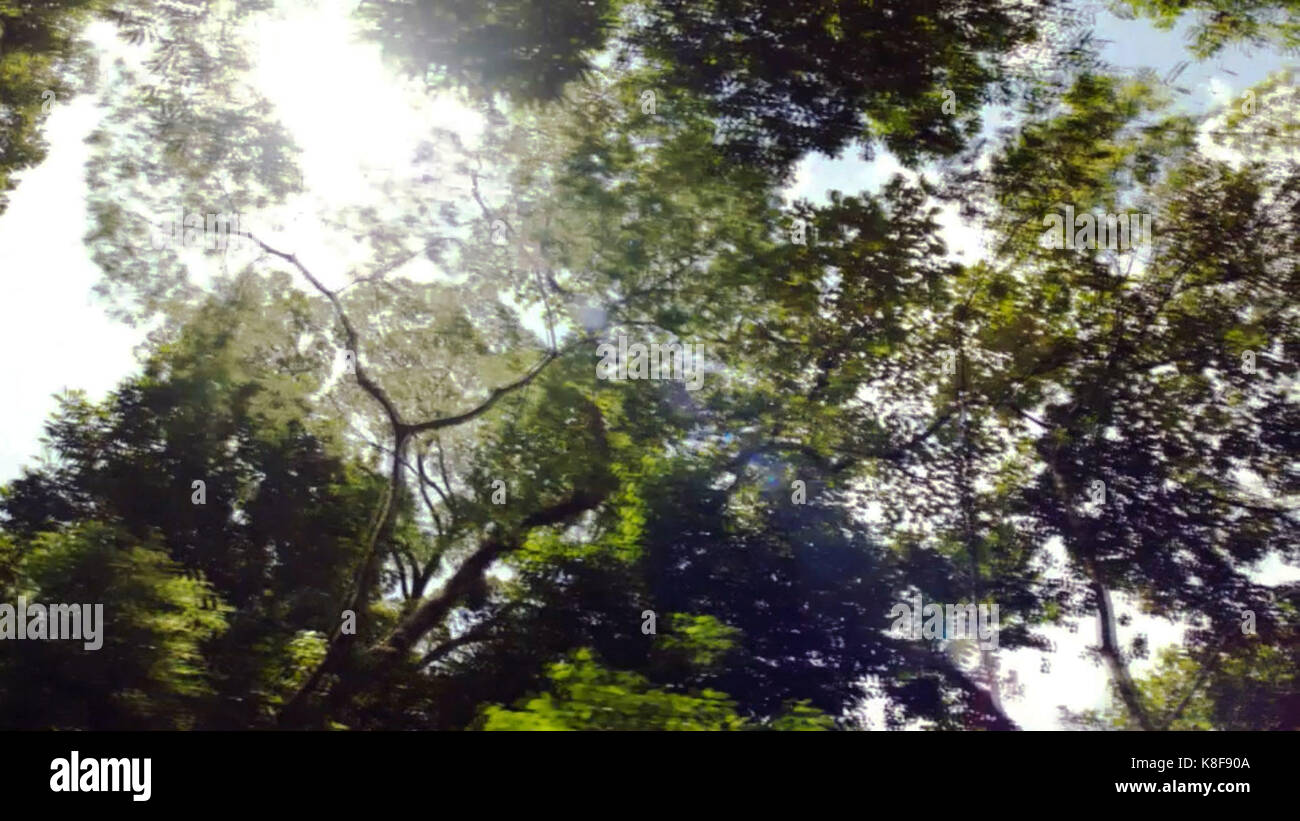 RED TREES, 2017. © Cohen Media Group /Courtesy Everett Collection Stock ...