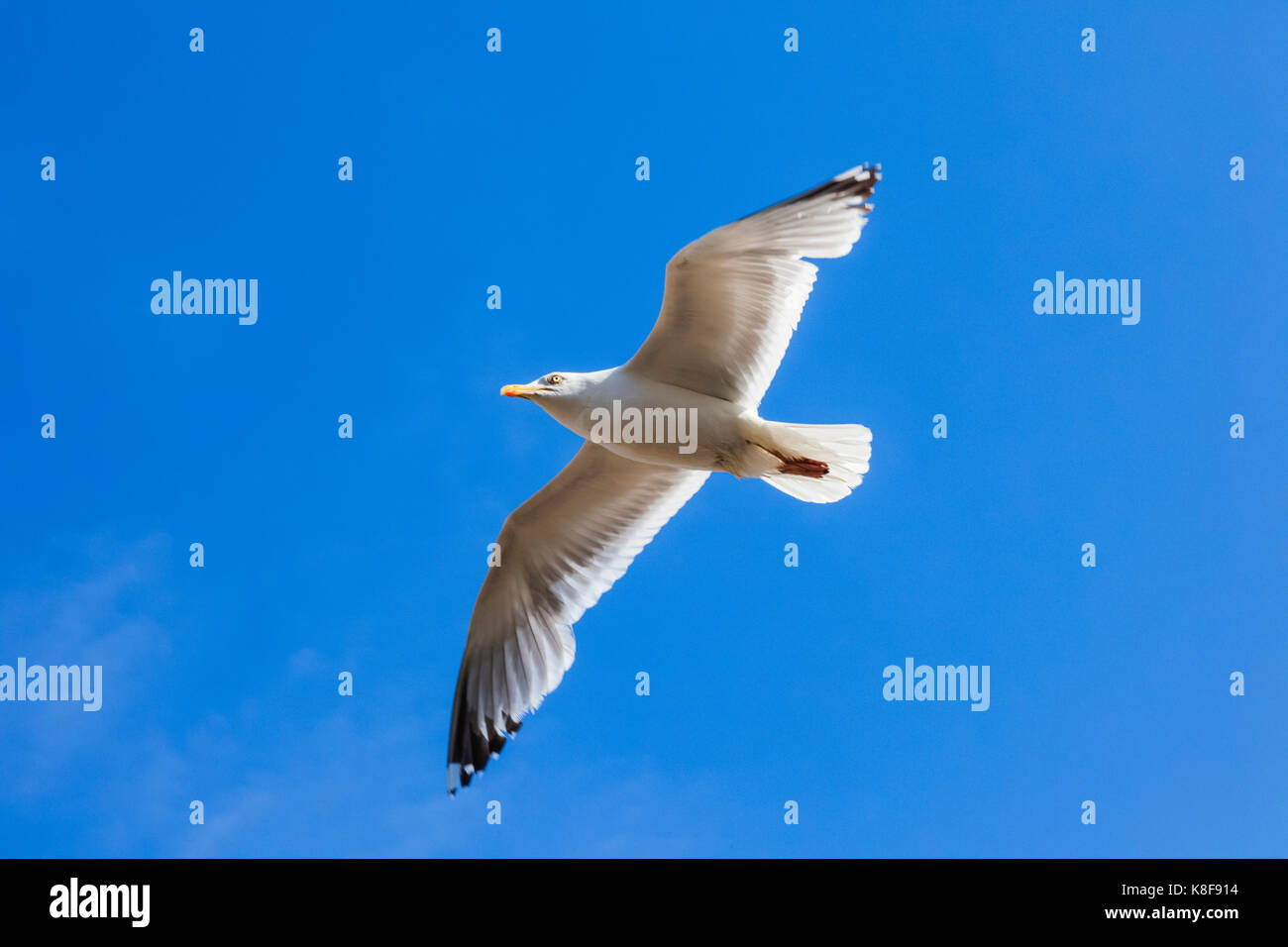 England, East Sussex, Eastbourne, Seagull Stock Photo - Alamy