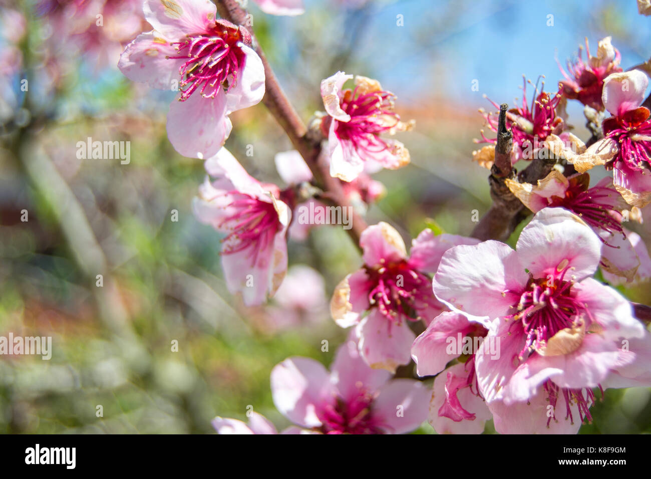 Pink flowers on a tree branch Stock Photo - Alamy