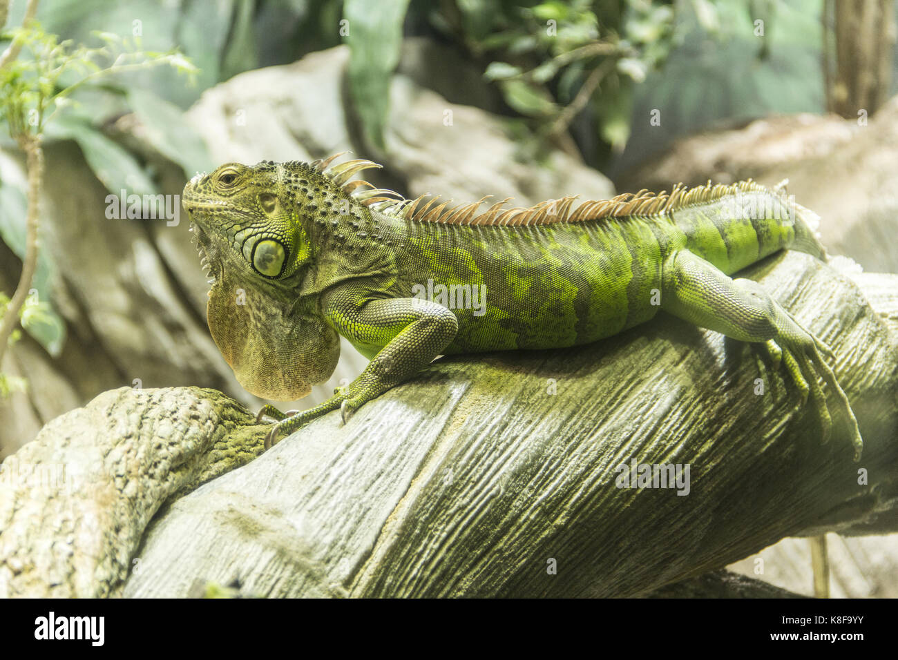 iguana on a wood Stock Photo - Alamy