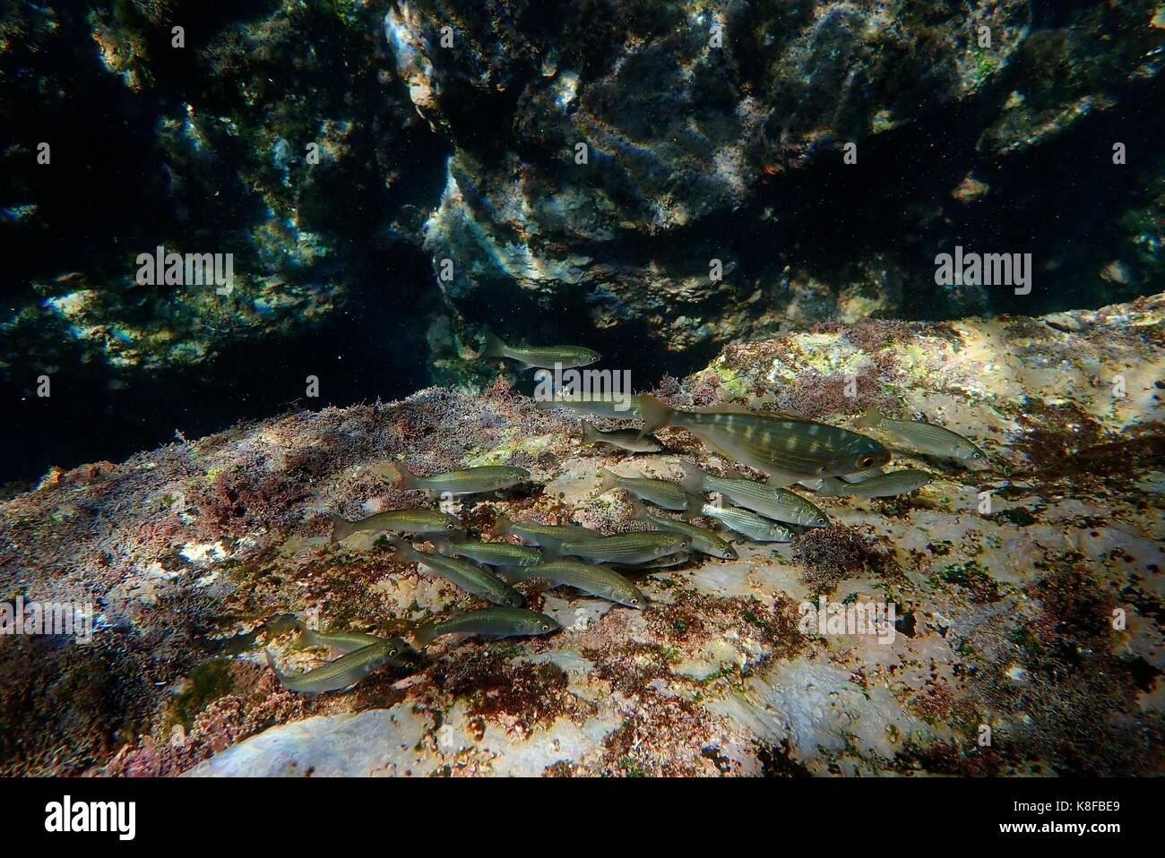 Shoal Fish Marine Plants Life Underwater Island São Jorge Azores ...