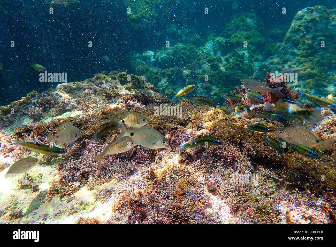 Shoal Fish Marine Plants Life Underwater Island São Jorge Azores ...