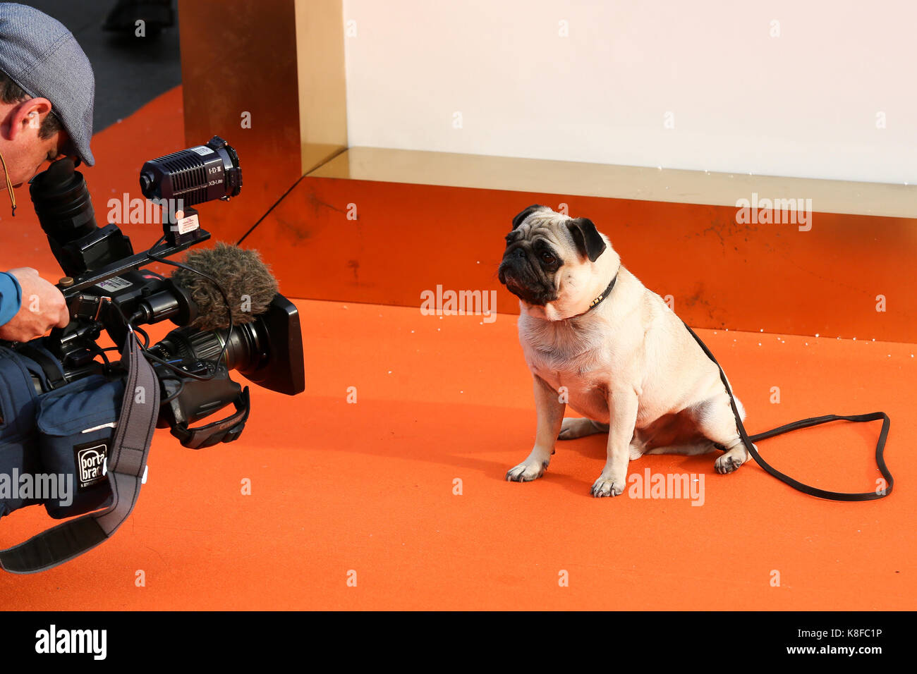 Leicester Square. London, UK. 18th Sep, 2017. JB the pug at the ...