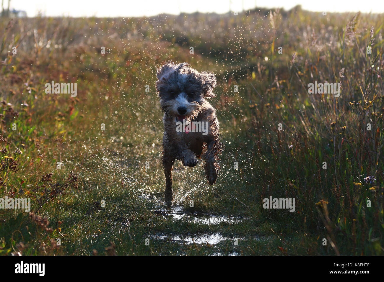 Hunstanton, UK. 19th Sep, 2017. UK weather. Cookie the cockapoo dog ...