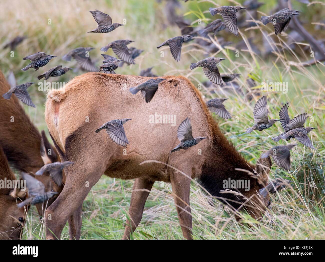 Starlings robin hi-res stock photography and images - Alamy