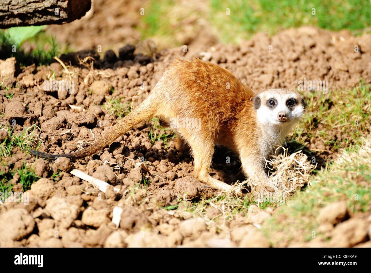 Qingdao, China. 19th Sep, 2017. Ten meerkats can be seen at a zoo in ...
