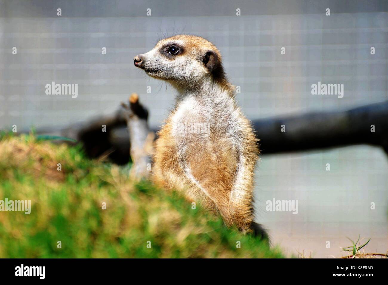 Qingdao, China. 19th Sep, 2017. Ten meerkats can be seen at a zoo in ...