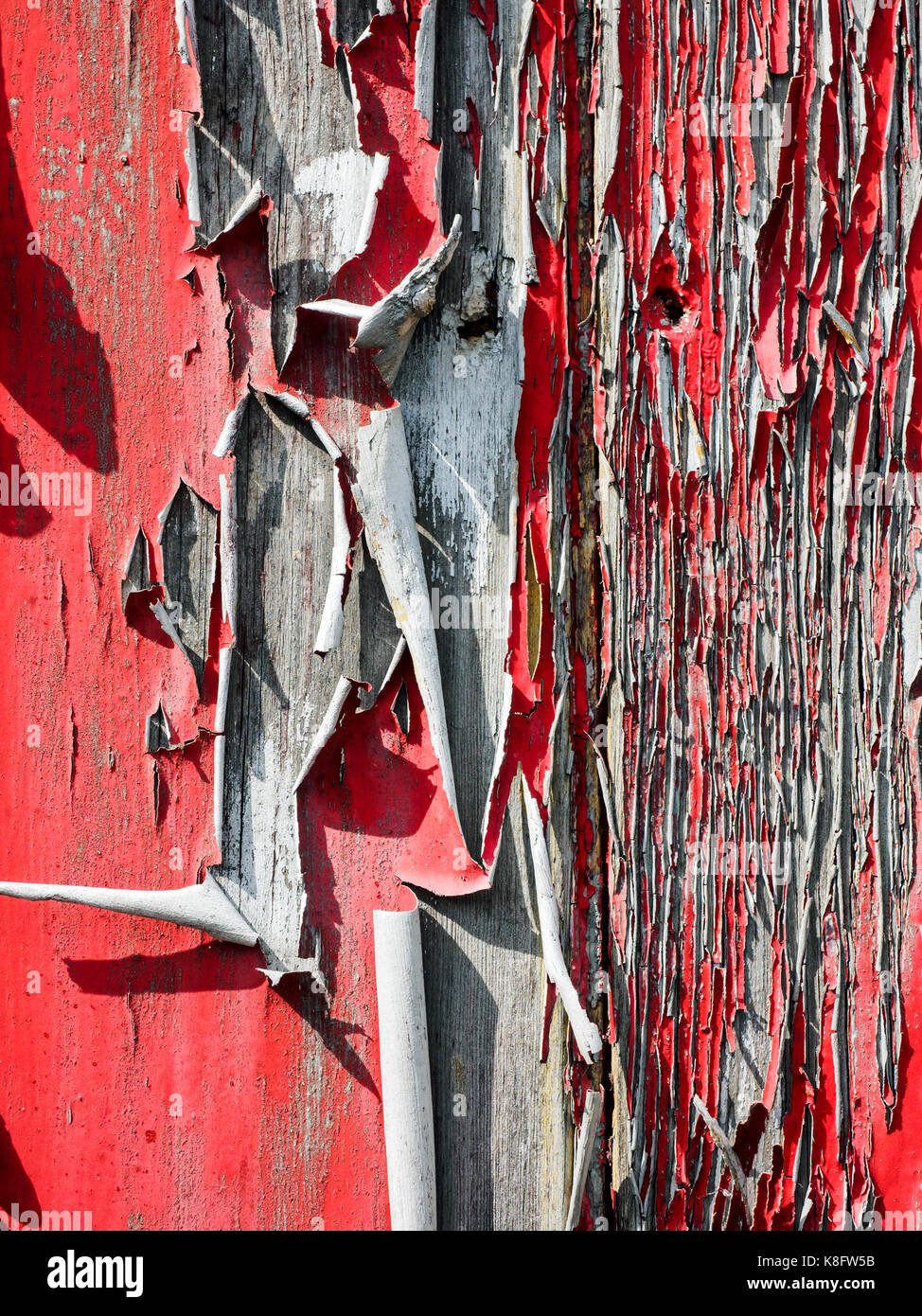 Old and flaking red paint lifting and curling away from an old timber ...