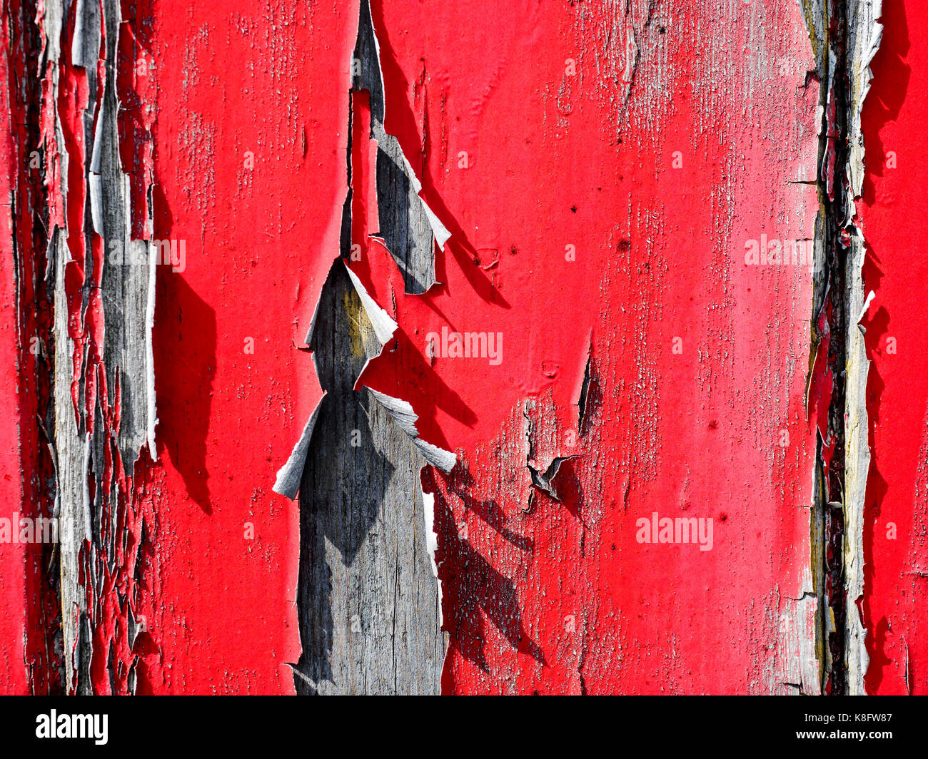 Old and flaking red paint lifting and curling away from an old timber ...