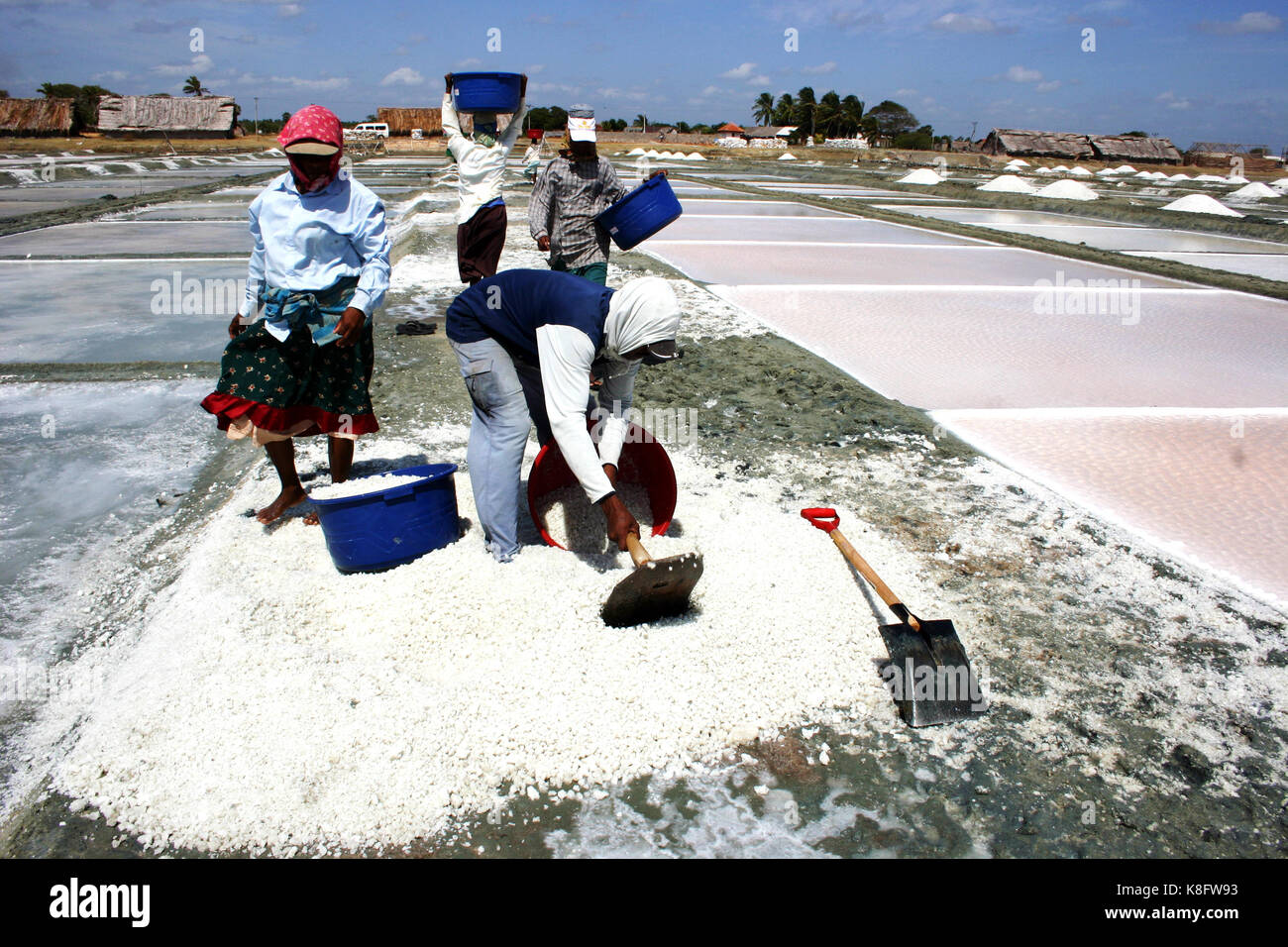 Worker shovelling salt at Salt Pans Hambantota Stock Photo - Alamy