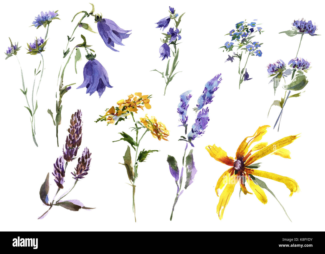 Collection romantic watercolor Summer flowers Stock Photo - Alamy