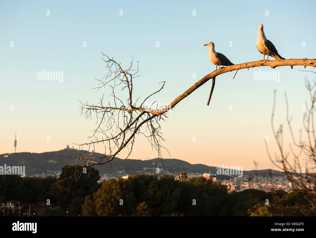 Two gulls perched on branch with distant rooftops, Barcelona, Spain ...