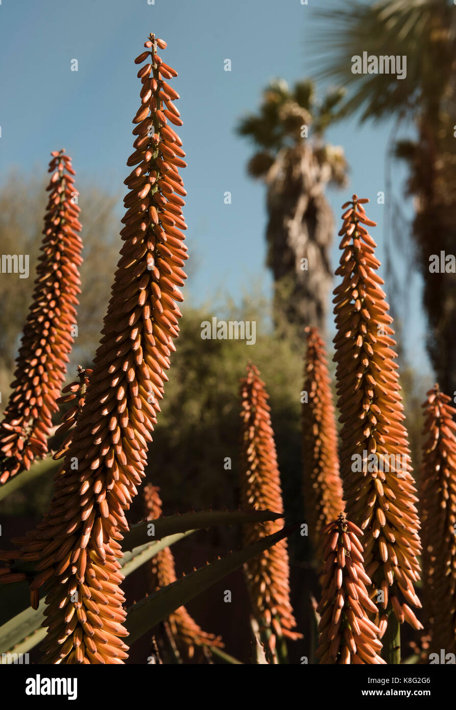 Red palm trees hi-res stock photography and images - Alamy