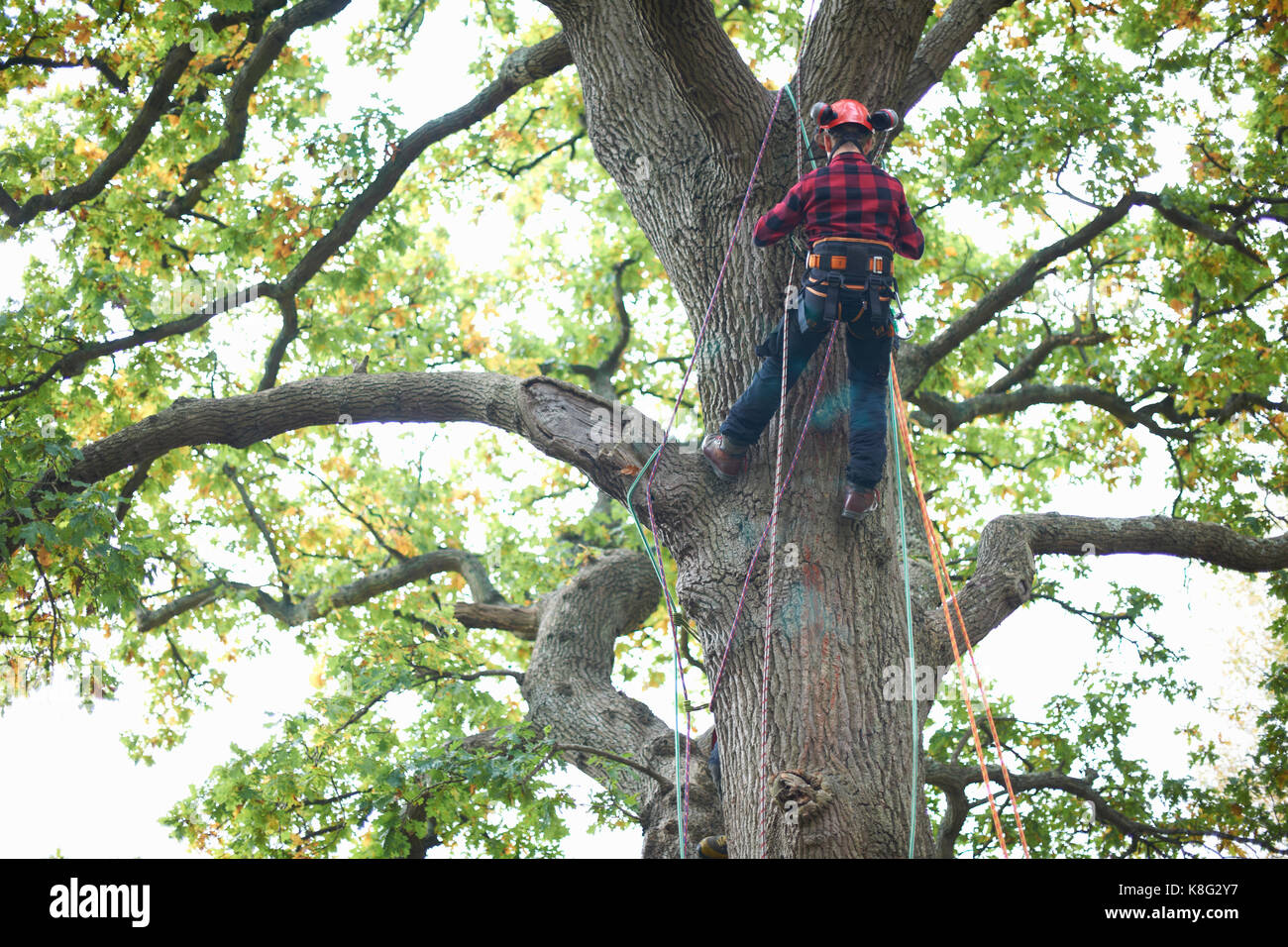 Rear view of trainee teenage male tree surgeon climbing up tree trunk ...