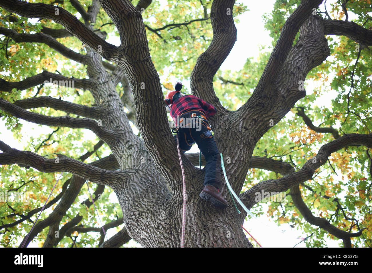 Rear view of trainee teenage male tree surgeon climbing up tree trunk ...