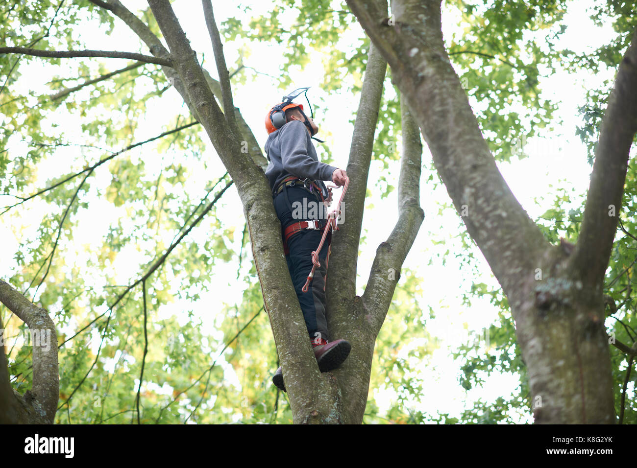 Young male trainee tree surgeon looking up from tree trunk Stock Photo ...