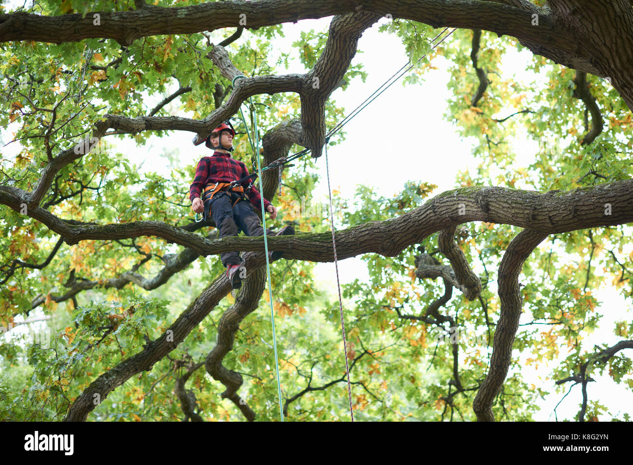Trainee teenage male tree surgeon standing on tree branch Stock Photo ...