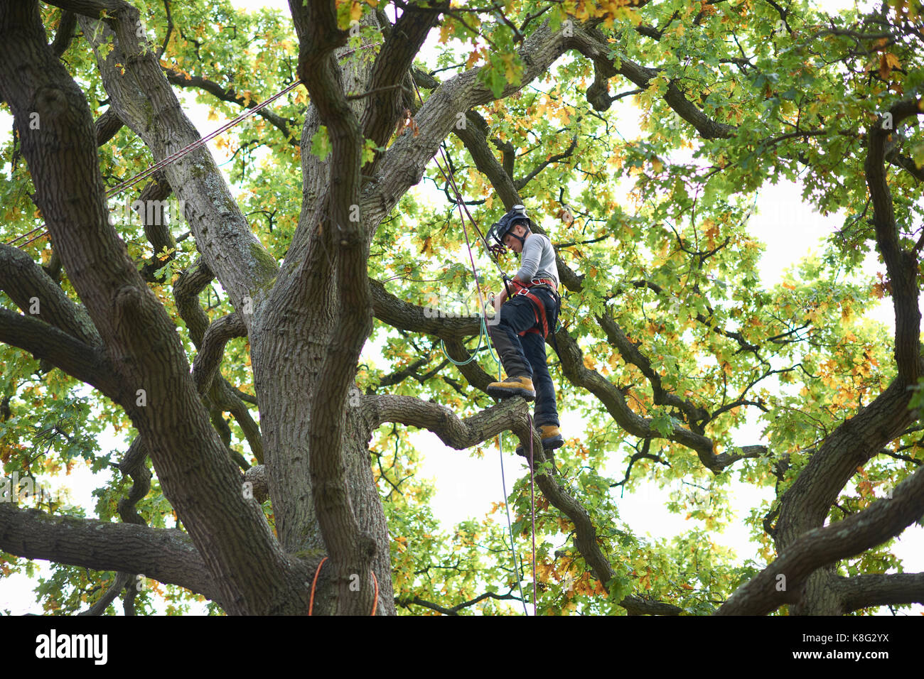 Male at tree hi-res stock photography and images - Alamy