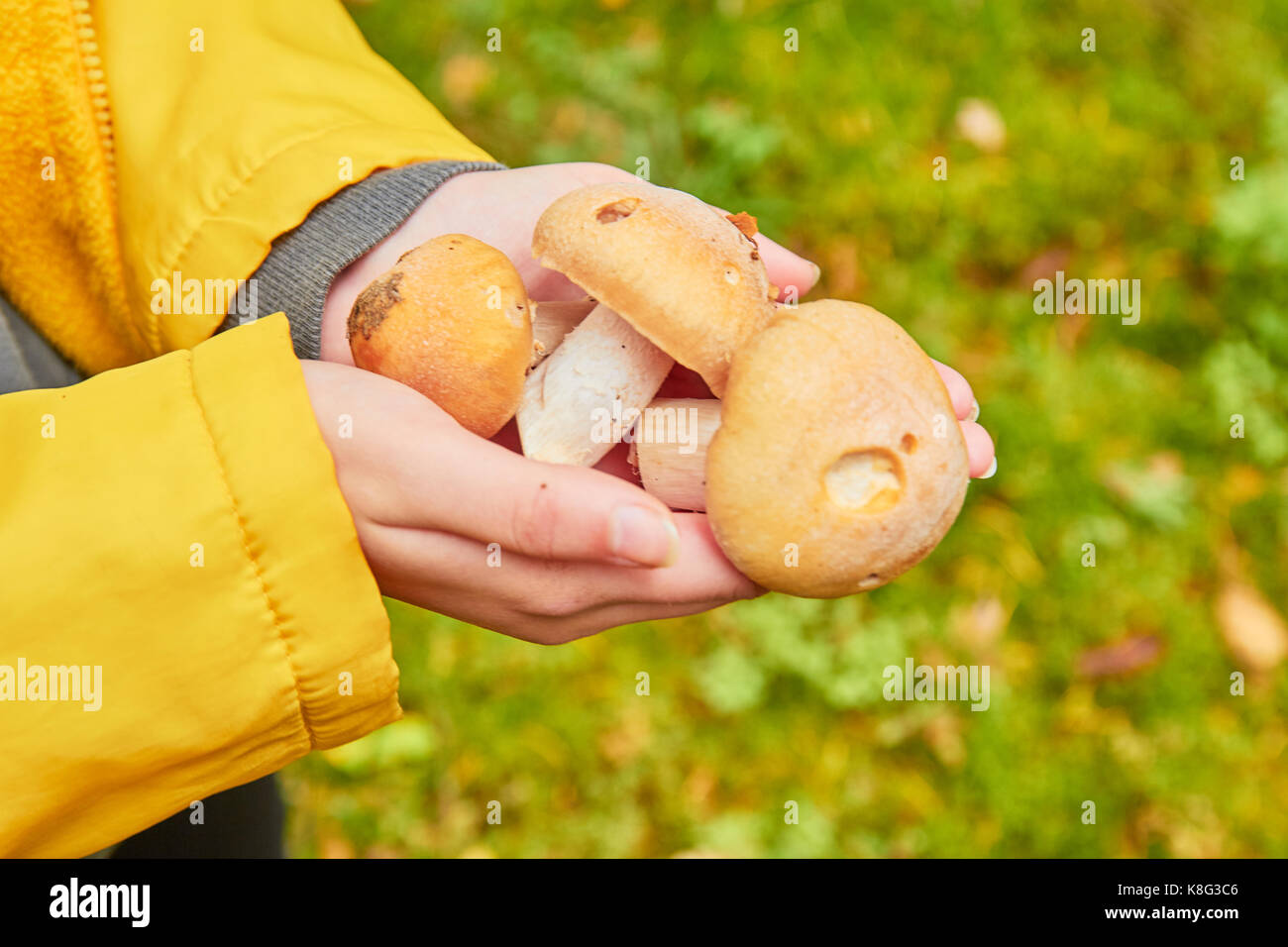 Rozites caperatus hi-res stock photography and images - Alamy