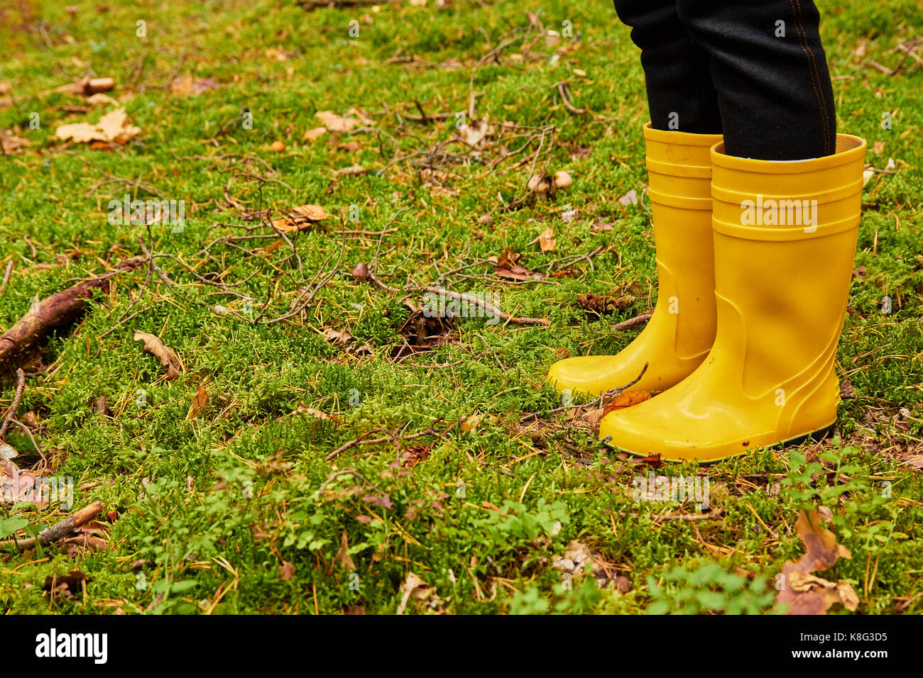 Rozites caperatus hi-res stock photography and images - Alamy