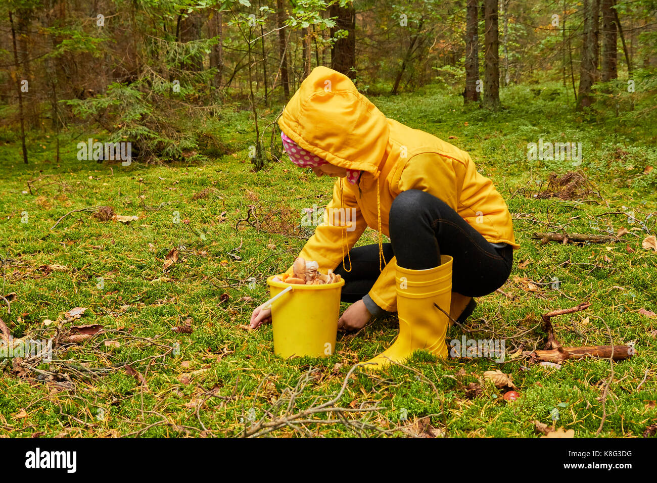 Rozites caperatus hi-res stock photography and images - Alamy