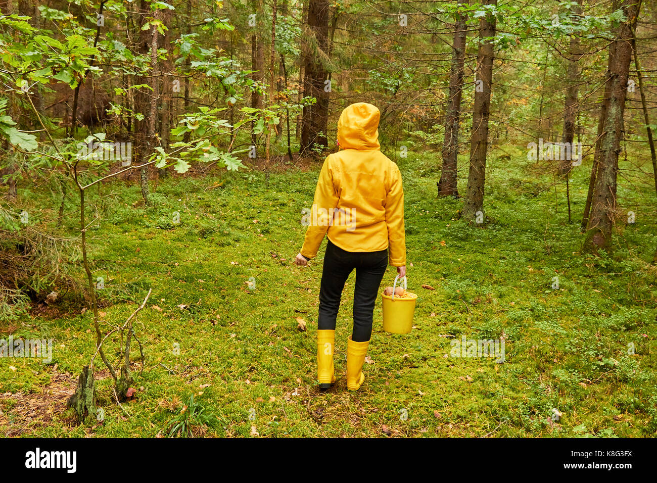 Rozites caperatus hi-res stock photography and images - Alamy