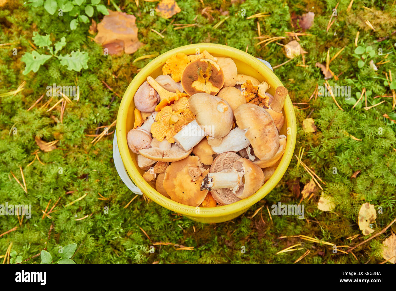 Rozites caperatus hi-res stock photography and images - Alamy