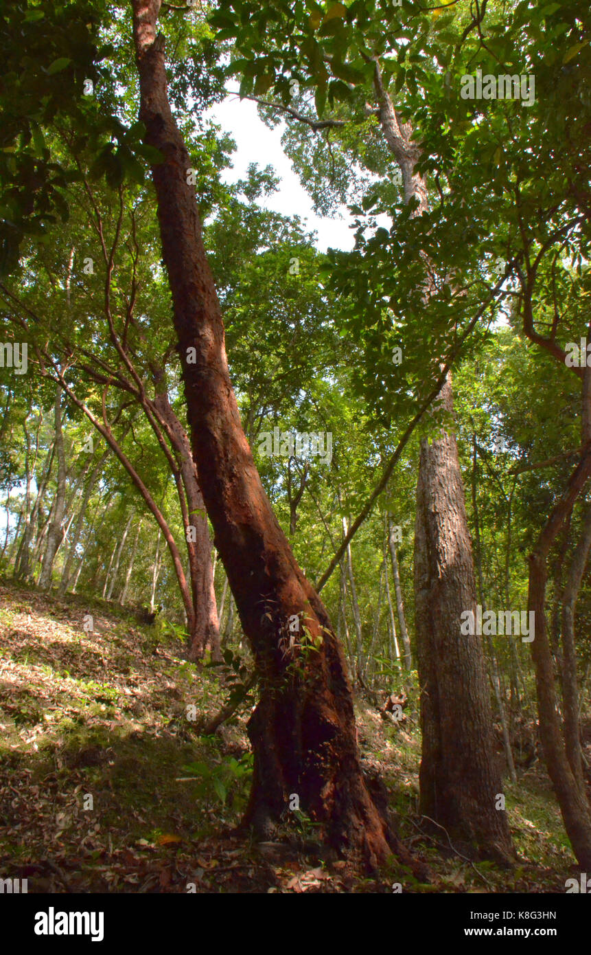 Mature tree trunks here on the island of Penang, Malaysia Stock Photo ...