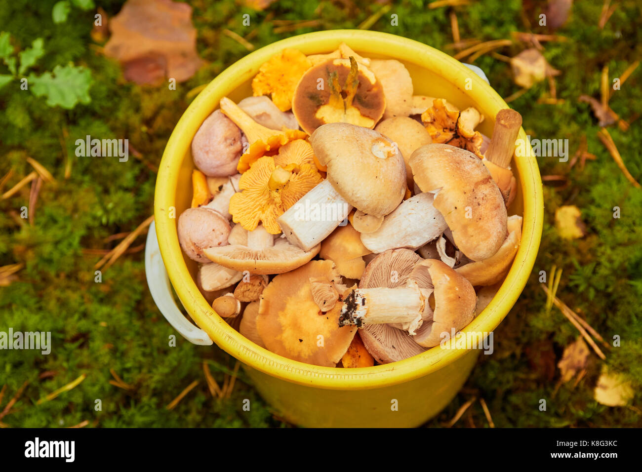 Rozites caperatus hi-res stock photography and images - Alamy